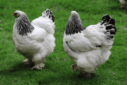 All About the Brahma Chicken: The Gentle Giant of the Chicken World ...