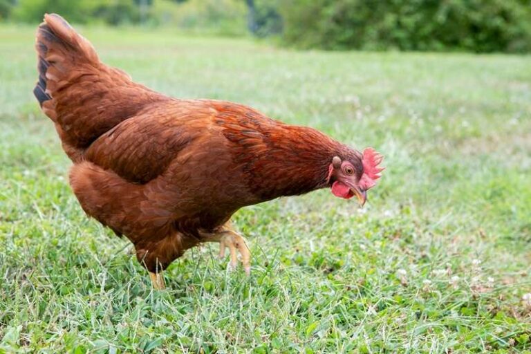Leghorn Chicken 101: All You Need to Know - Raise Chickens Right