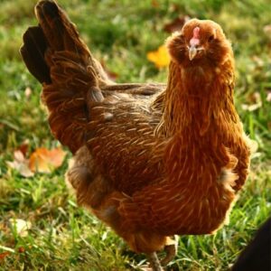 The Complete Guide to Raising Easter Egger Chickens: Insights from a 30 ...