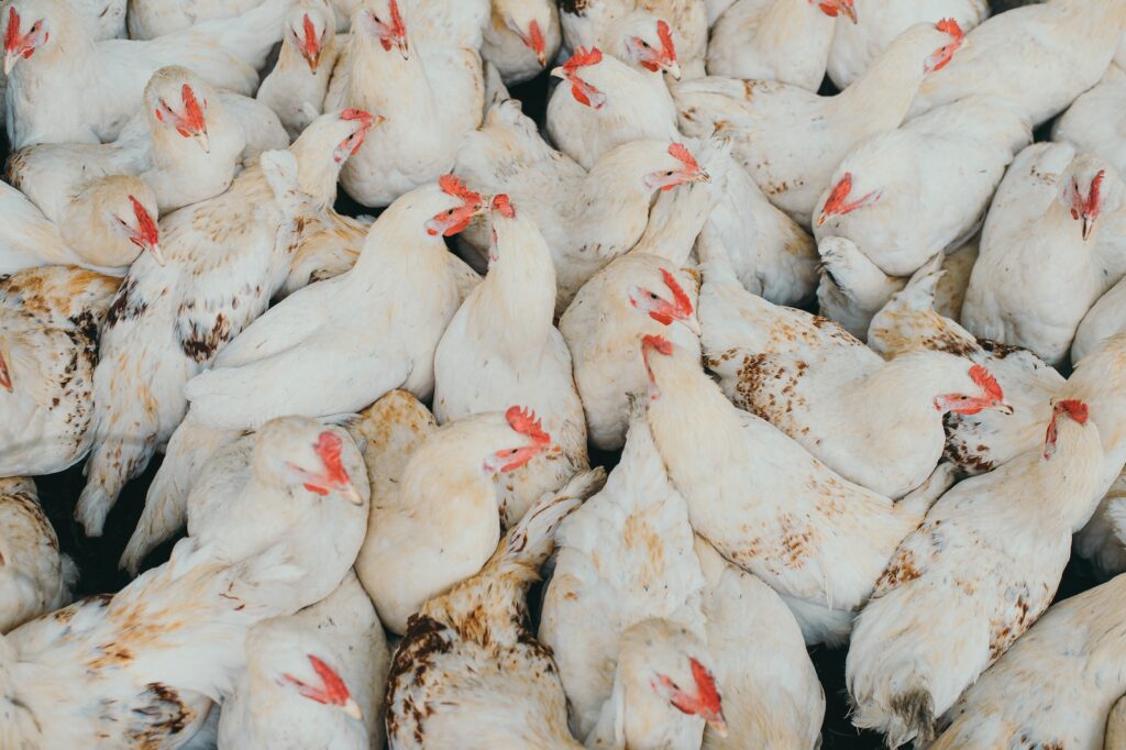 How to Cull Chickens: A Step-by-Step Guide for Secure and Humane ...