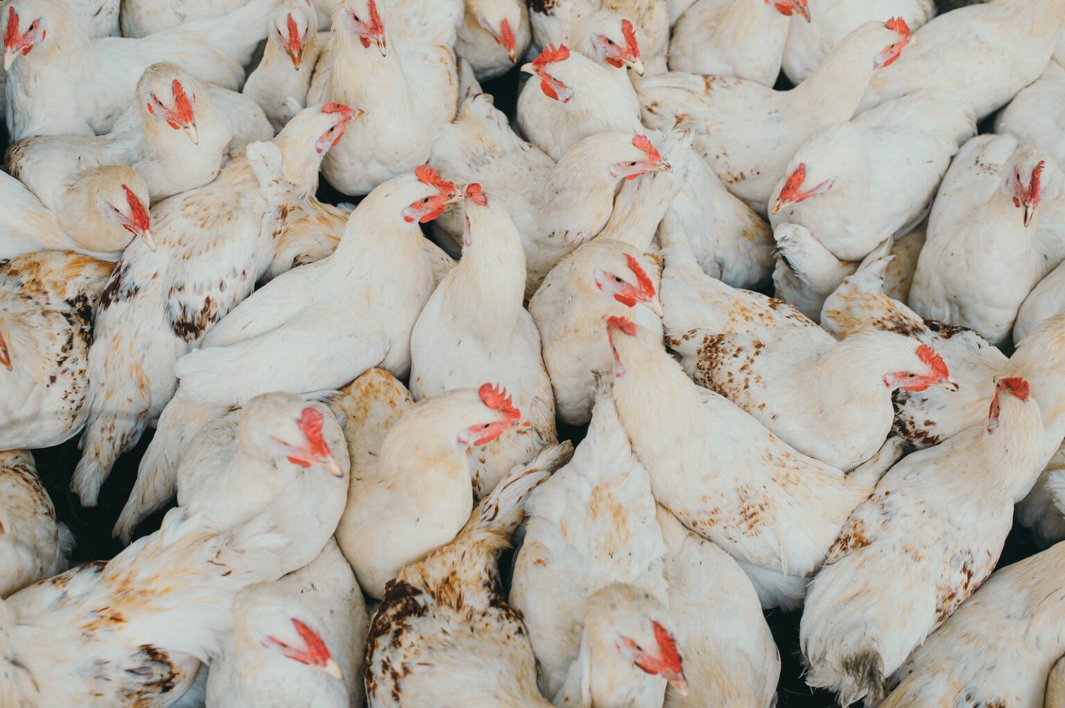 How to Cull Chickens: A Step-by-Step Guide for Secure and Humane ...