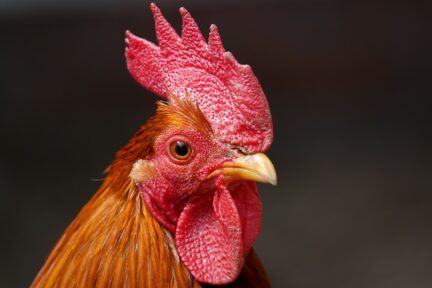 How to Cull Chickens: A Step-by-Step Guide for Secure and Humane ...