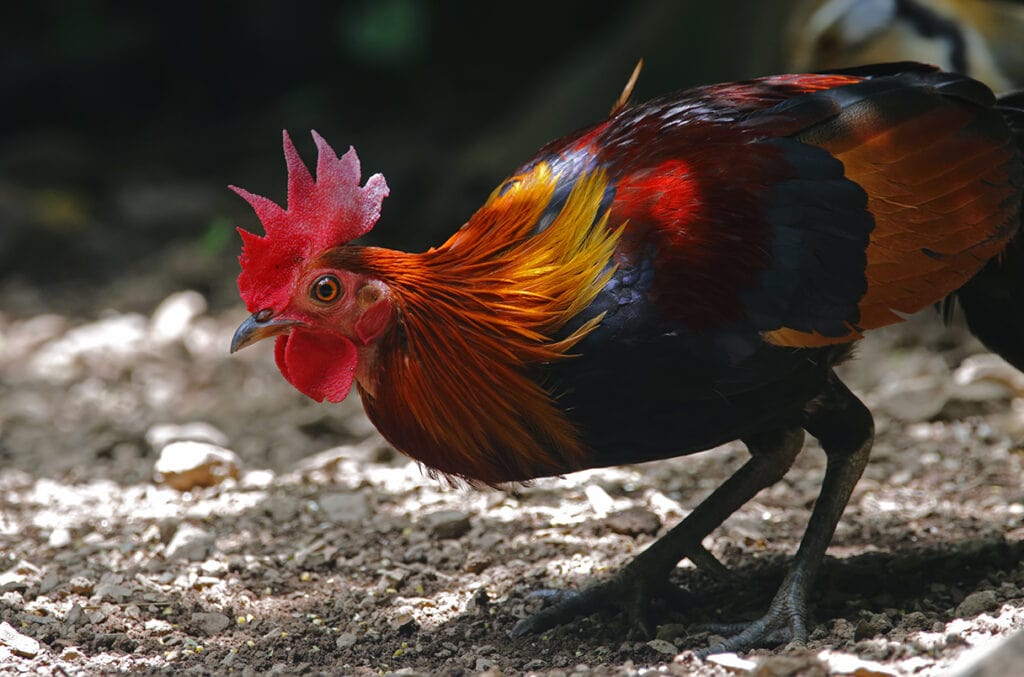 What Do Chickens Eat in the Wild? Exploring the Foraging Lifestyle ...