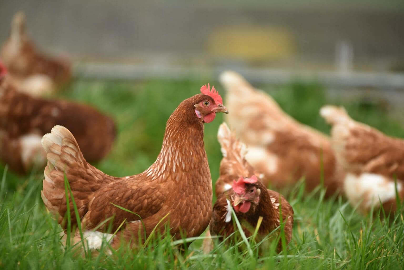 How do Chickens Show Affection: Key Behaviors and Signs - Raise ...