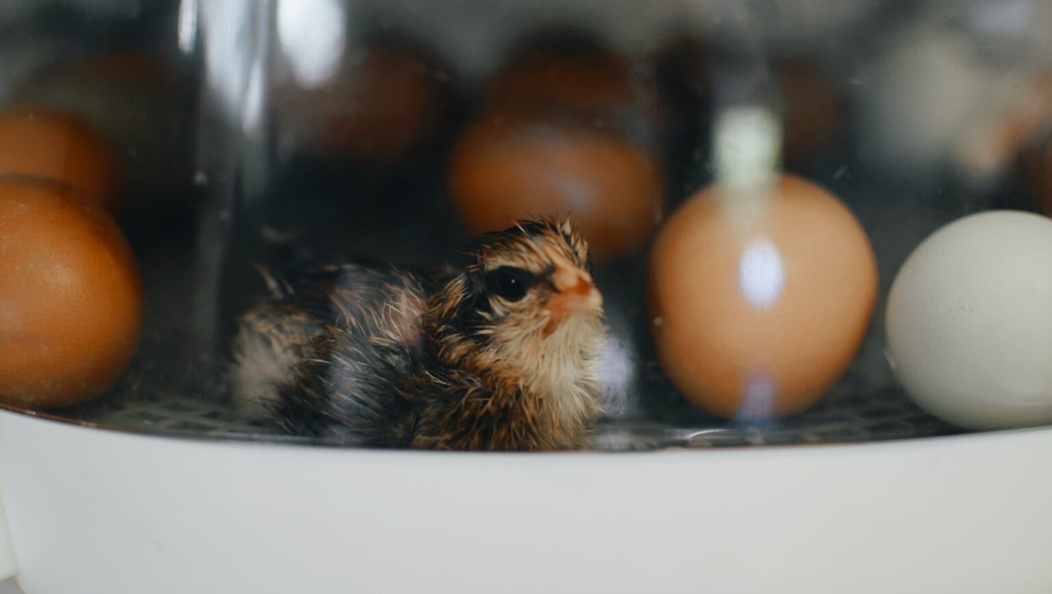 7 Best Egg Incubators for Successful Hatching - Raise Chickens Right