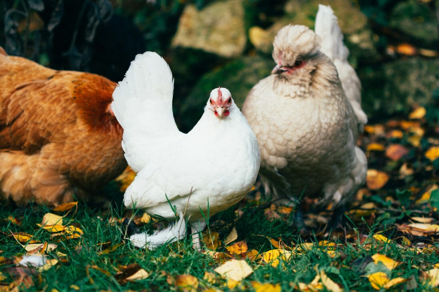 Why Do Chickens Peck Each Other: Unveiling The Reasons Behind The ...