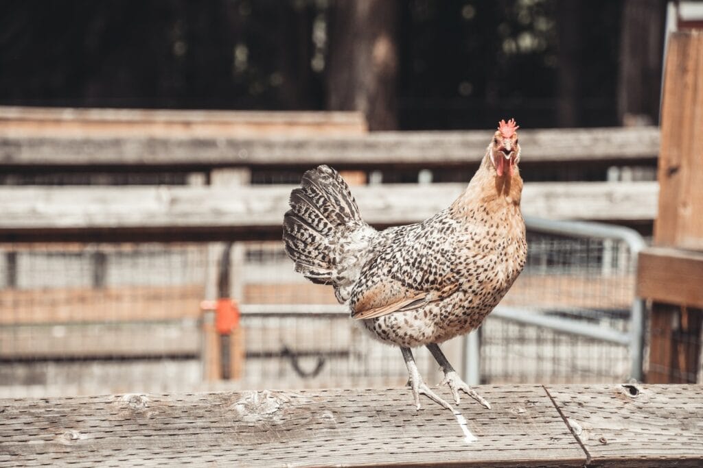 Do Chickens Fly? Exploring the Flight Capabilities of Chickens - Raise ...