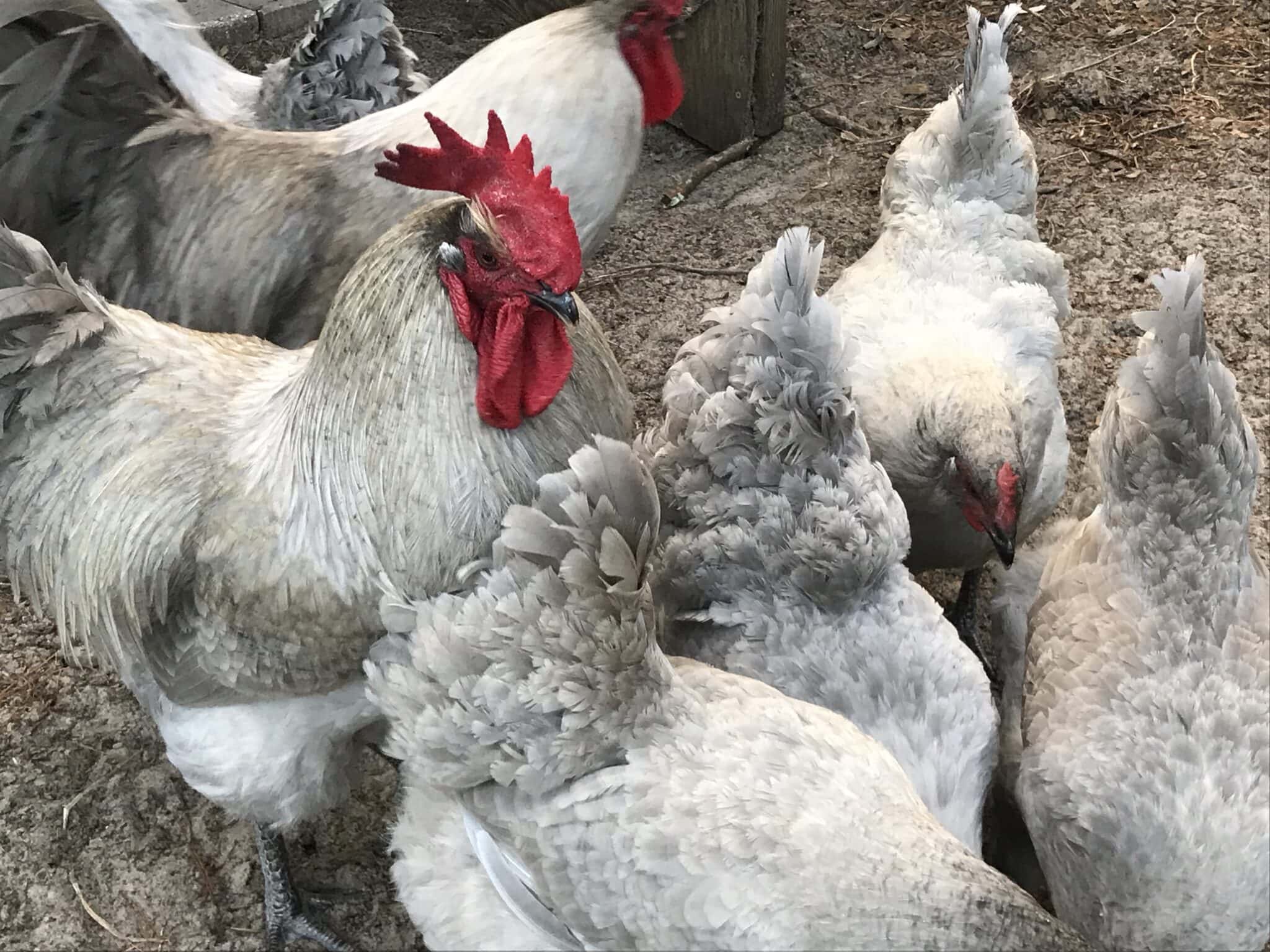 Lavender Orpington Chickens: A Comprehensive Guide to Their Care and ...