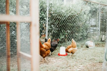 How to Start a Chicken Coop: Beginner's Guide to Raising Backyard ...