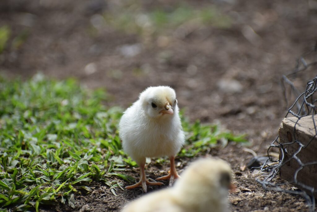 When Can Chicks Go Outside Safely? A Guide for Chicken Owners - Raise ...