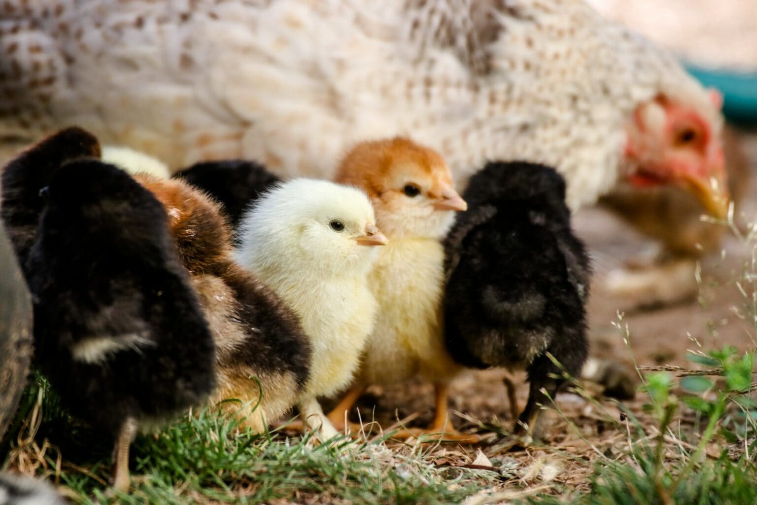 When Can Chicks Go Outside Safely? A Guide for Chicken Owners - Raise ...