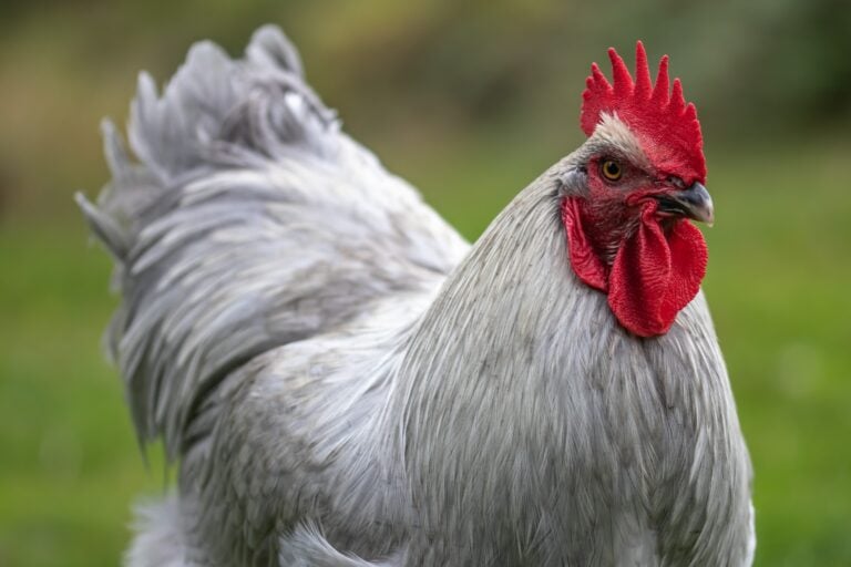 Ethical Considerations in Chicken Farming - Raise Chickens Right