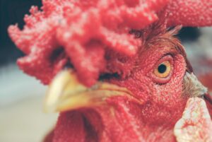 Understanding Chicken Genetics: Basics for Breeders - Raise Chickens Right